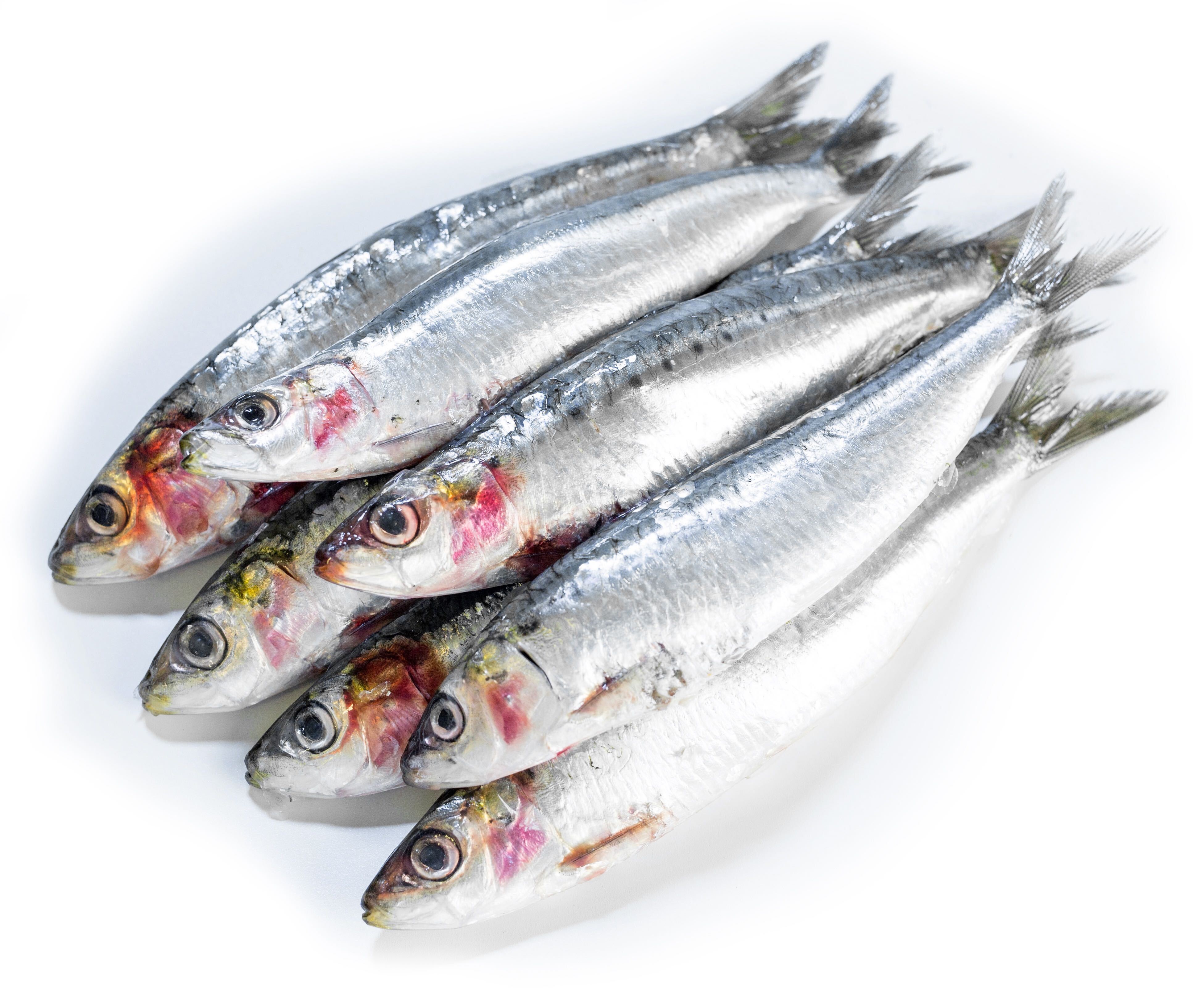 Sardinka obecná čerstvá nekuchaná