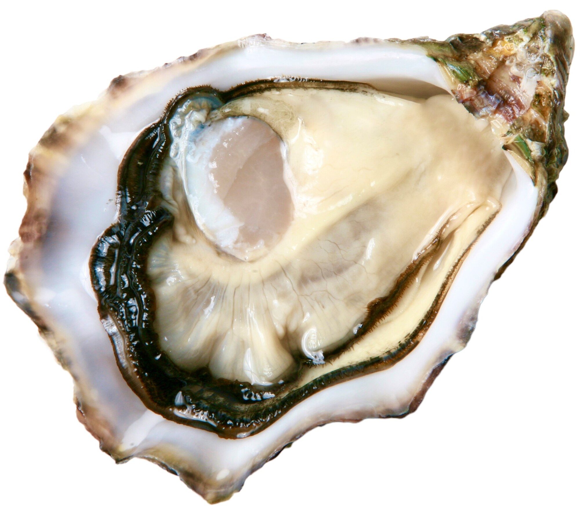 MSC Čerstvé ústřice 6 ks