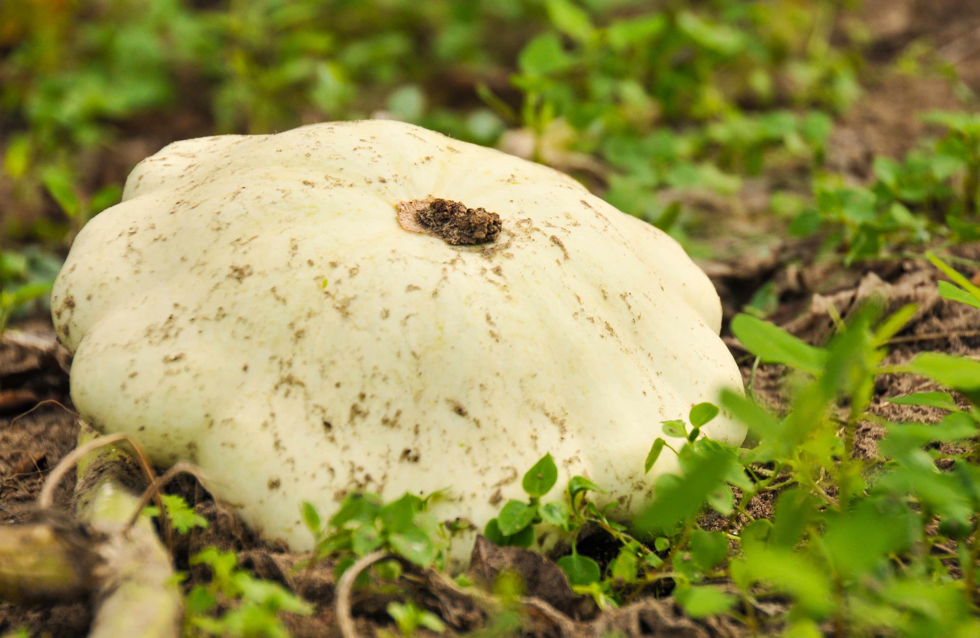 Patizon - Online supermarket Rohlík.cz — nejrychlejší doručení ve městě